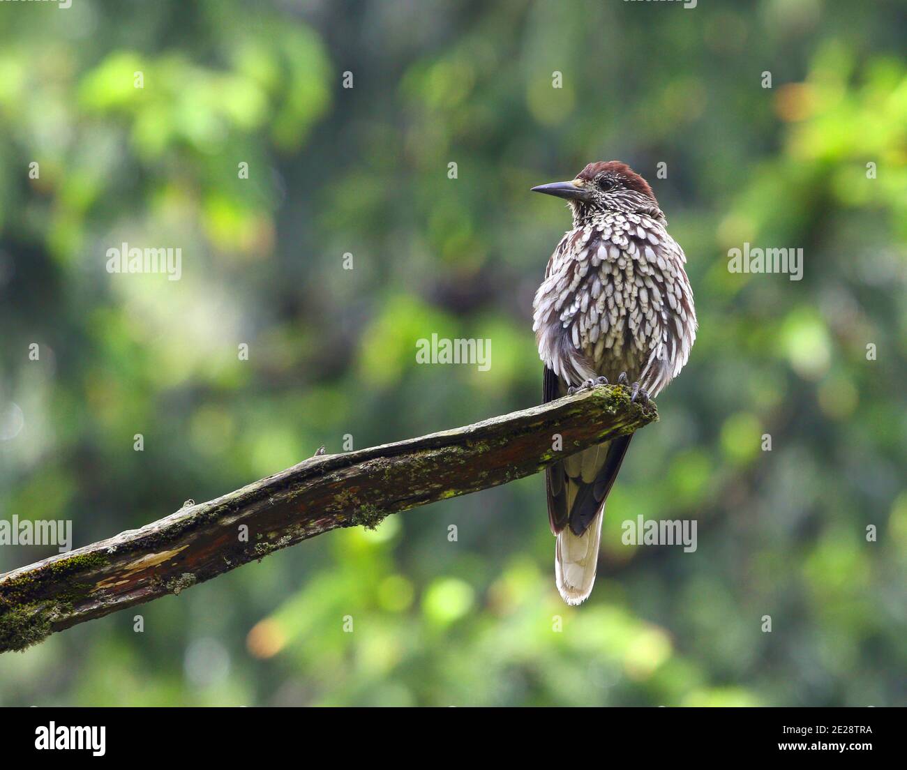 Nucifraga multipunctata hi-res stock photography and images - Alamy