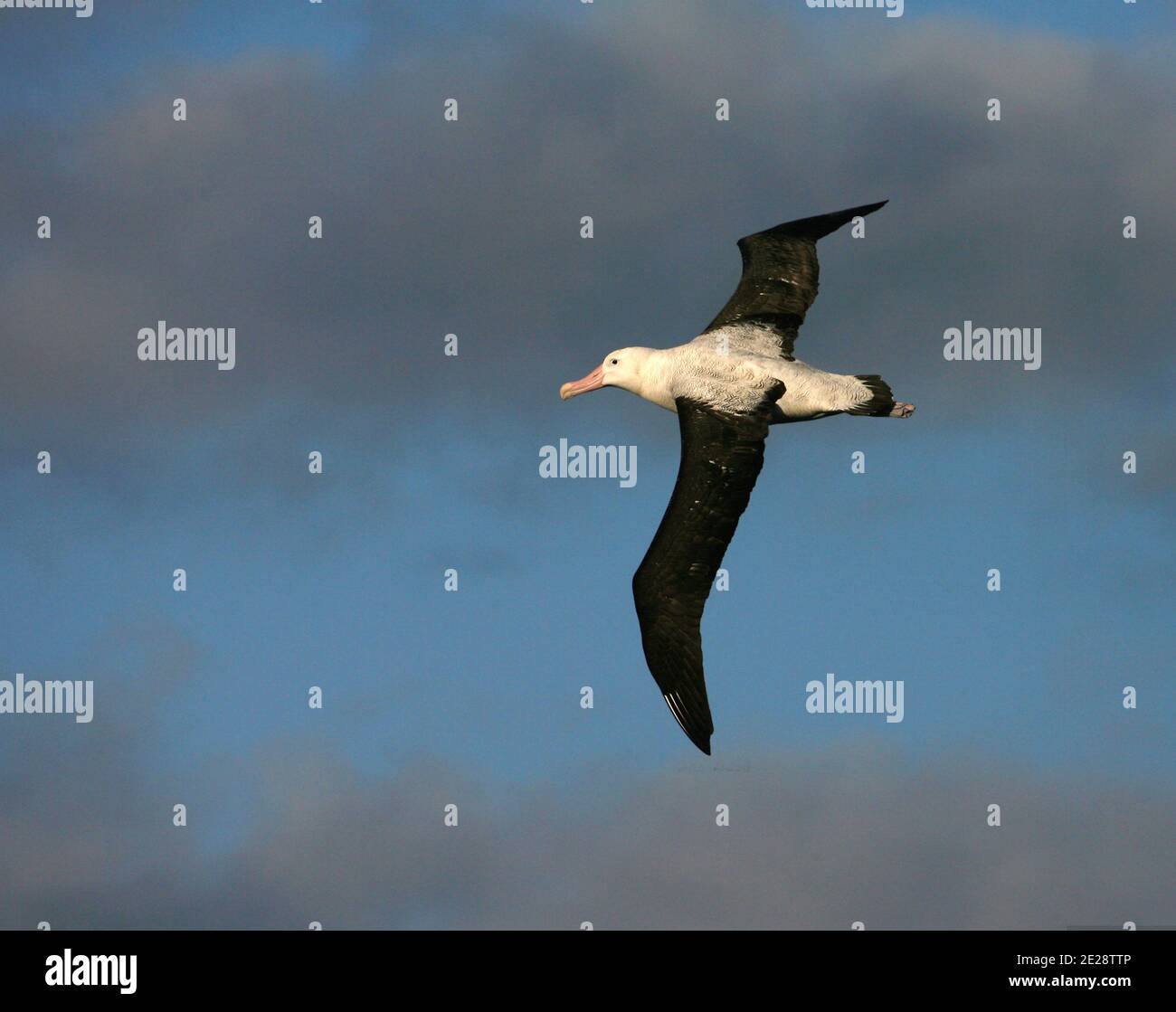 Tristan albatrosses hi-res stock photography and images - Alamy