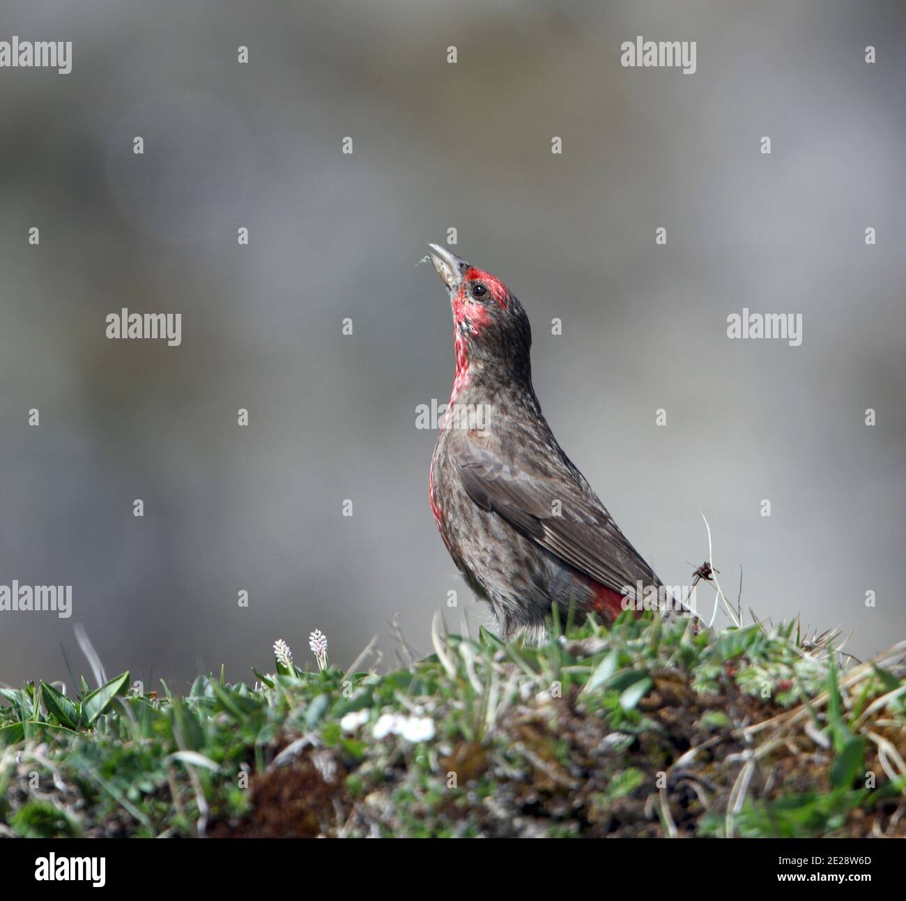 Red fronted rosefinch hi-res stock photography and images - Alamy