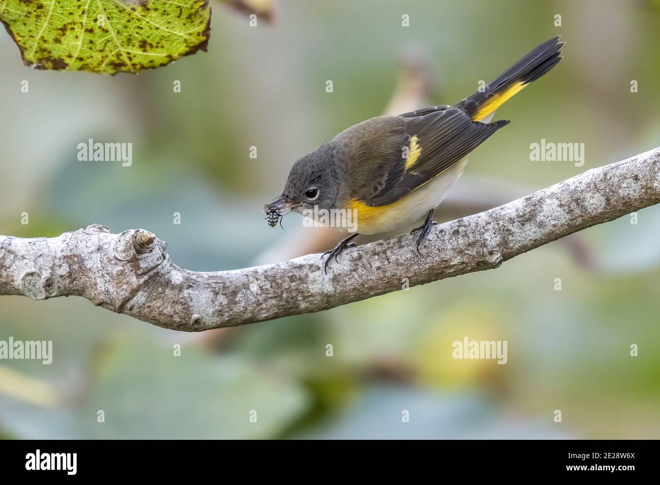 American redstart (Setophaga ruticilla), first-winter male perching on ...