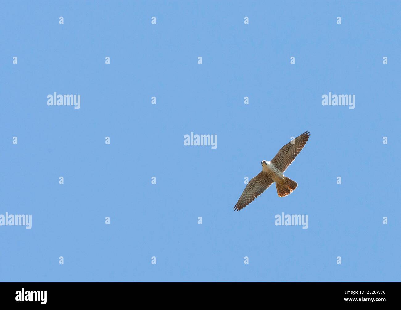 Siberian peregrine falcon hi-res stock photography and images - Alamy