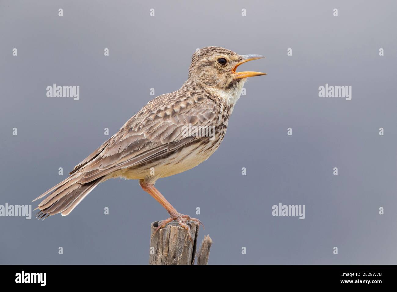 Large-billed Lark, Southern Thick-billed Lark (Galerida magnirostris ...