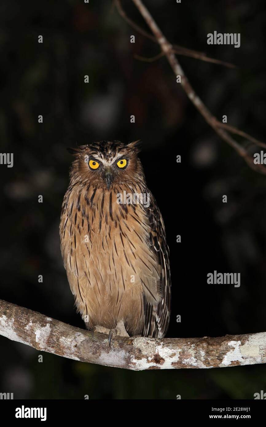 Malay eagle owl hi-res stock photography and images - Alamy