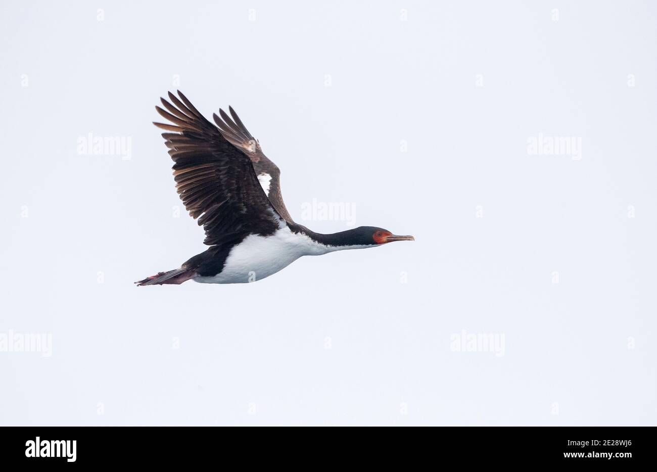 Bounty Shag, Bounty Island shag (Phalacrocorax ranfurlyi, Leucocarbo ...