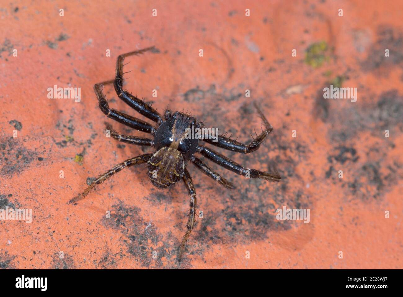 Male crab spider hi-res stock photography and images - Alamy