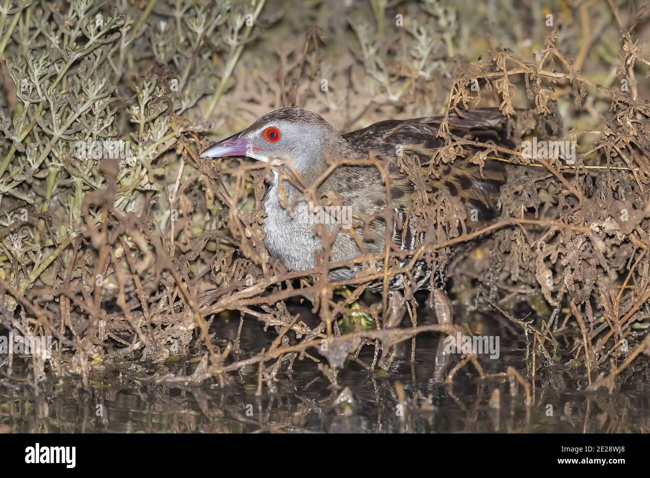 African crake (Crex egregia, Ortygometra egregia, Crecopsis egregia ...