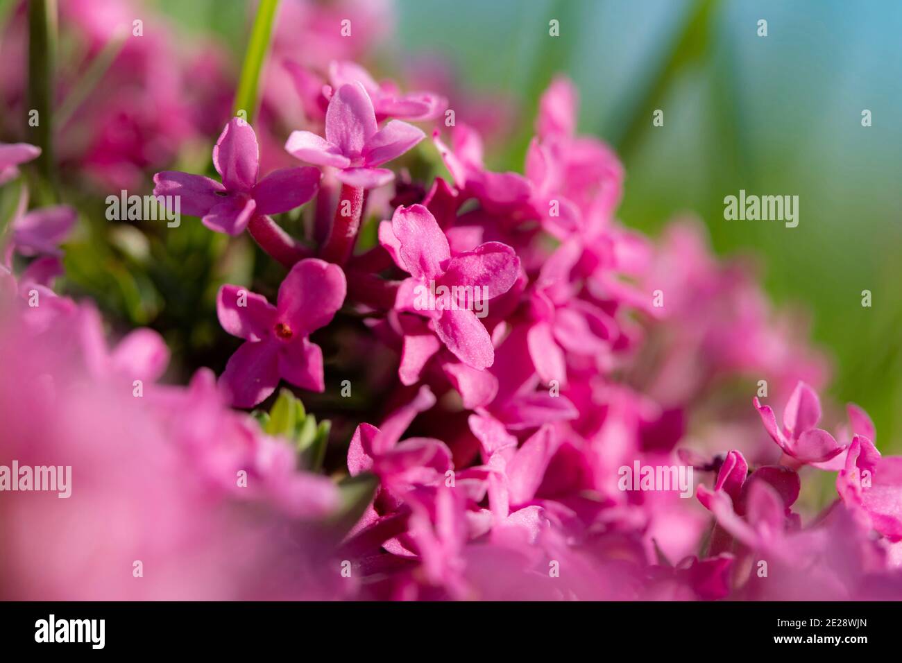 Daphne flowers hi-res stock photography and images - Alamy