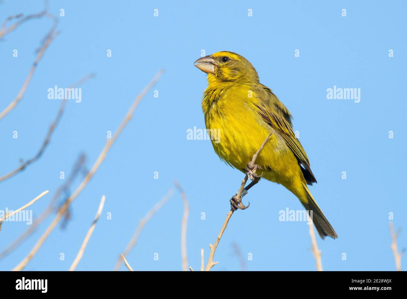 brimstone canary, bully canary (Crithagra sulphurata, Serinus ...