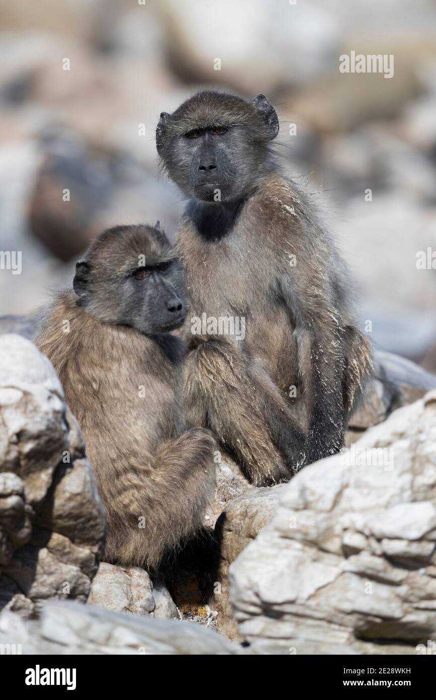 Two monkeys together hi-res stock photography and images - Alamy
