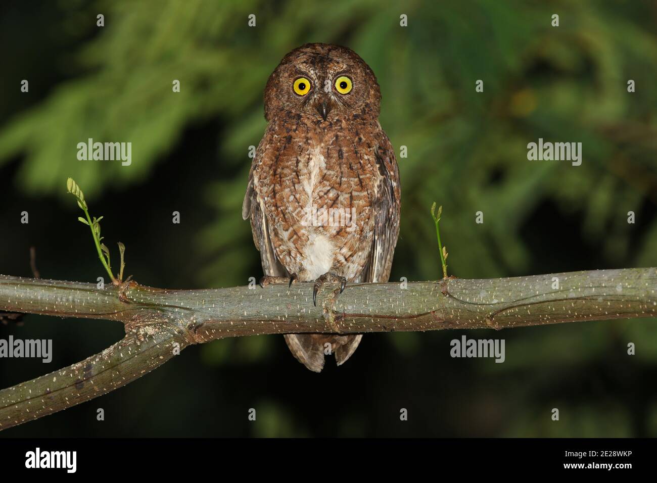 Sula scops owls hi-res stock photography and images - Alamy