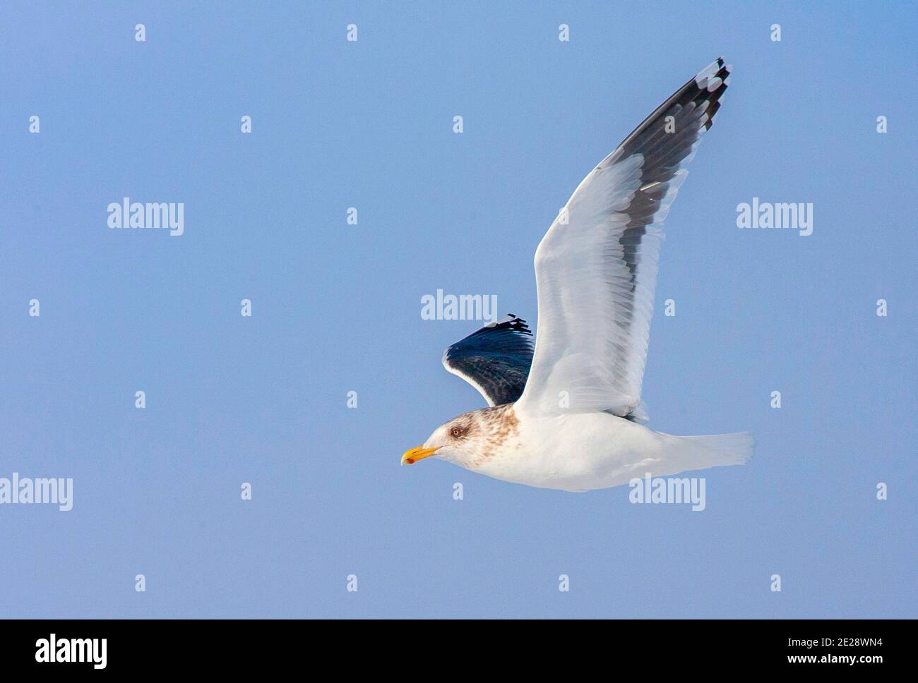 slaty-backed gull (Larus schistisagus), adult in winter plumage in ...