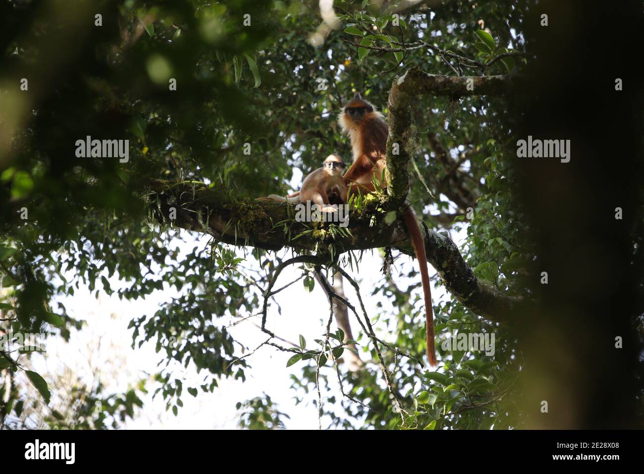 Sumatran surili presbytis melalophos hi-res stock photography and ...