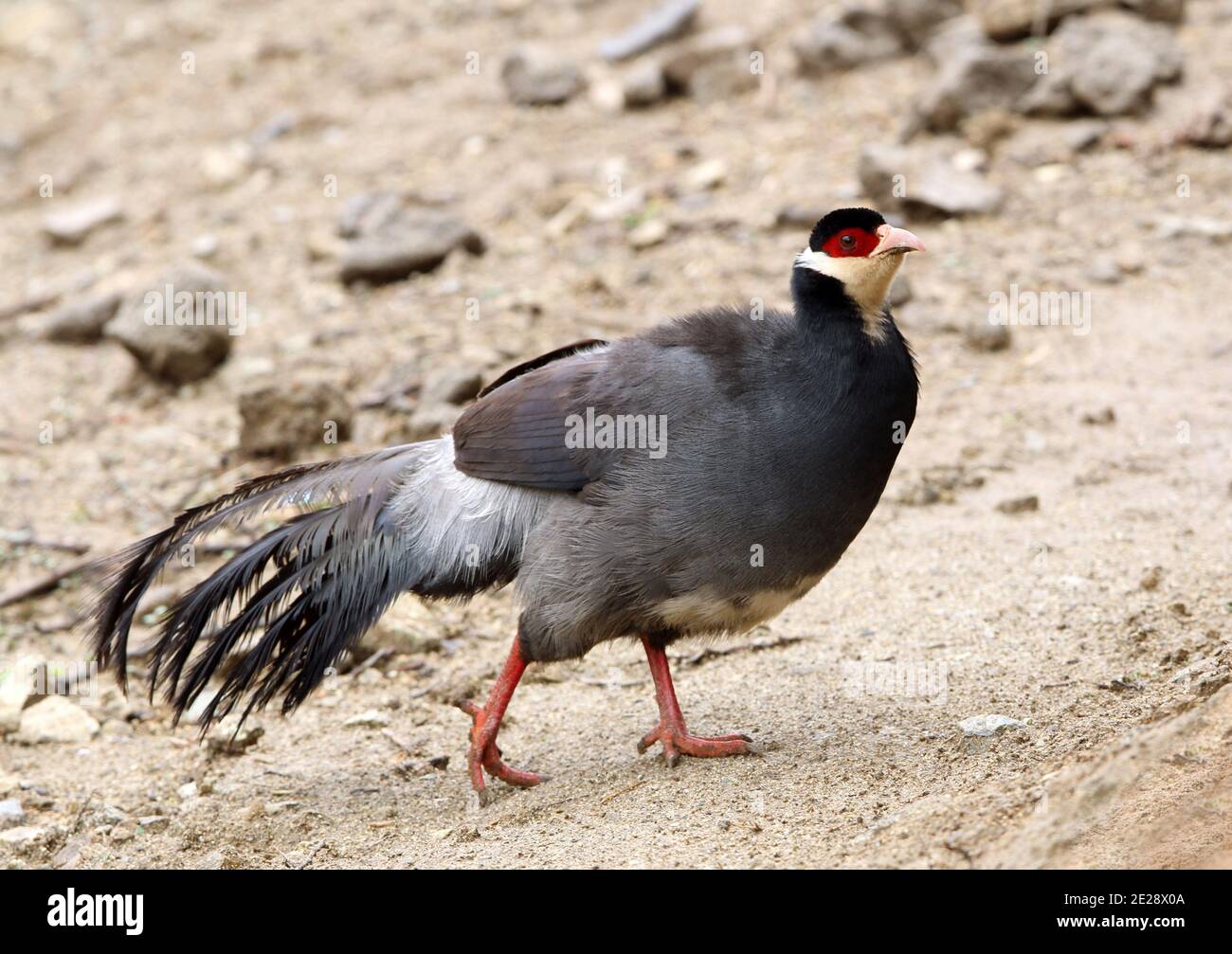 Tibetan eared pheasants hi-res stock photography and images - Alamy