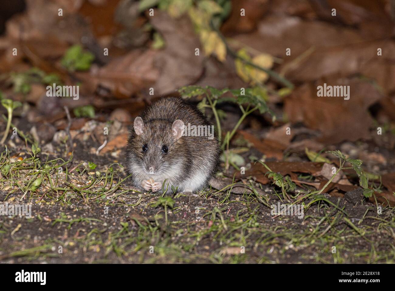 Brown rat, Common brown rat, Norway rat, Common rat (Rattus norvegicus ...