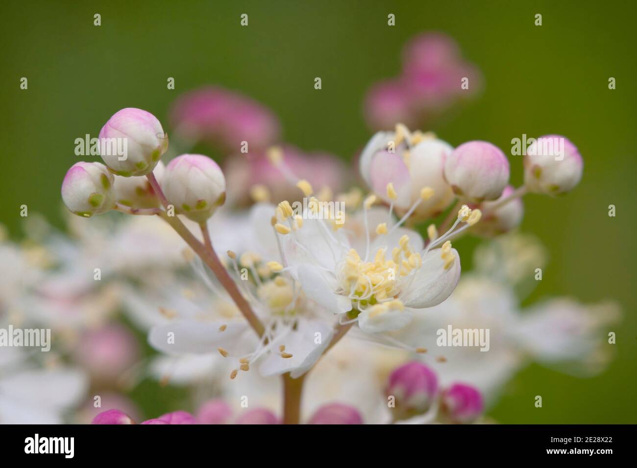 Filipendula vulgaris hi-res stock photography and images - Alamy