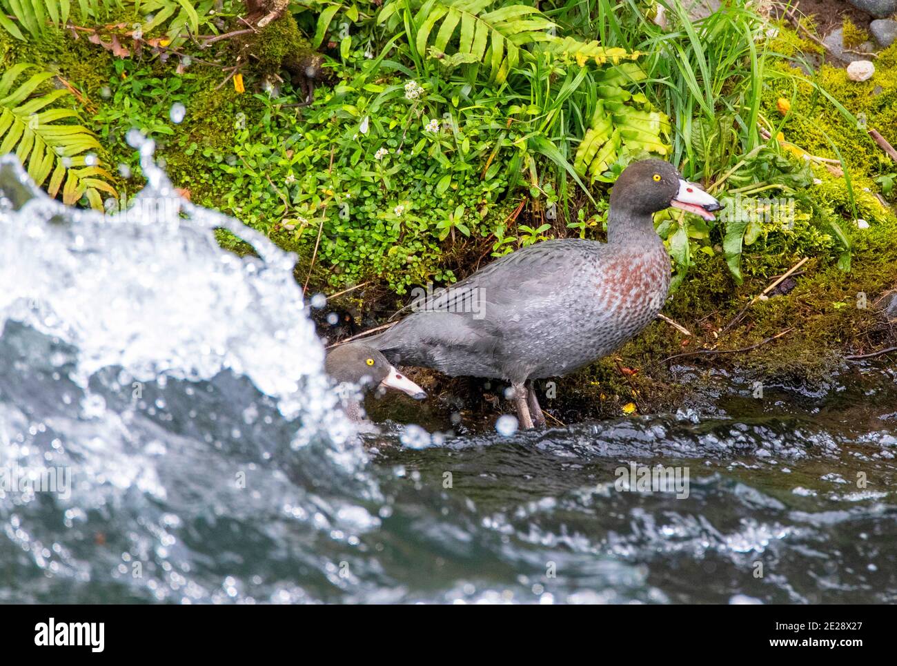 Blue duck, Whio (Hymenolaimus malacorhynchos), standing along the shore ...