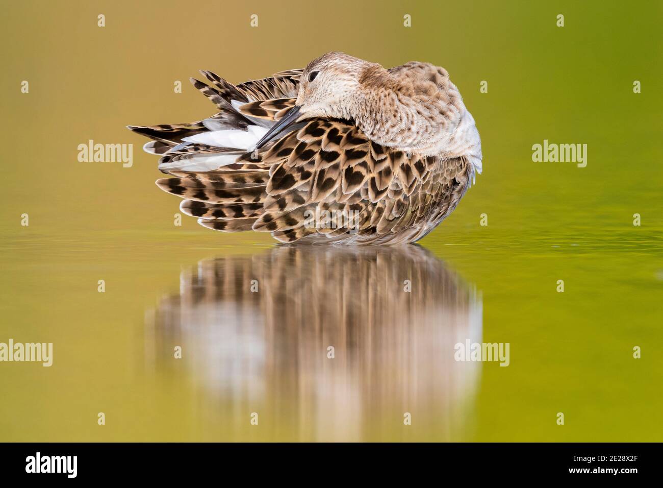 Ruff bird female hi-res stock photography and images - Alamy