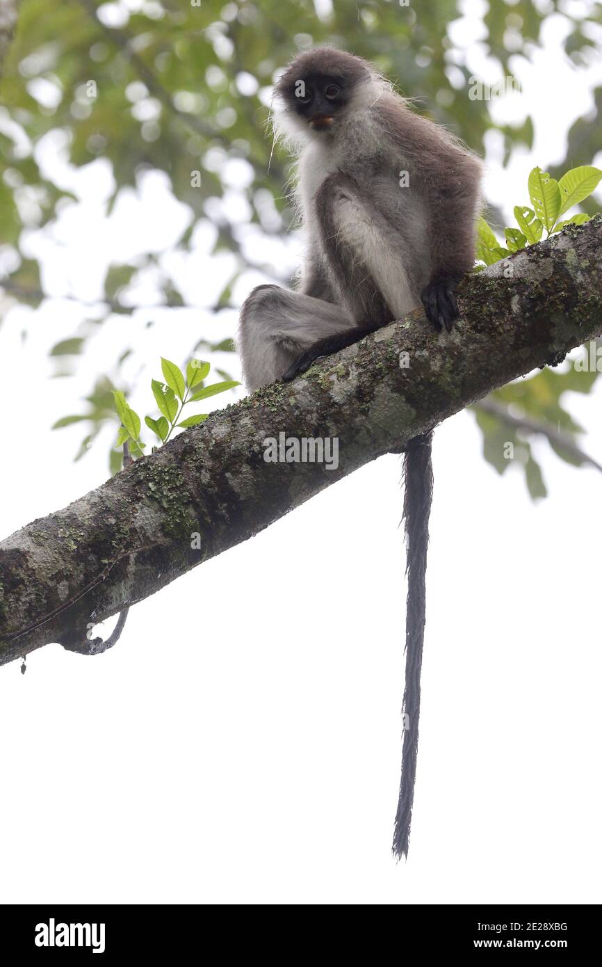 White-thighed surili, Pale-tighed Langur (Presbytis siamensis), perched ...