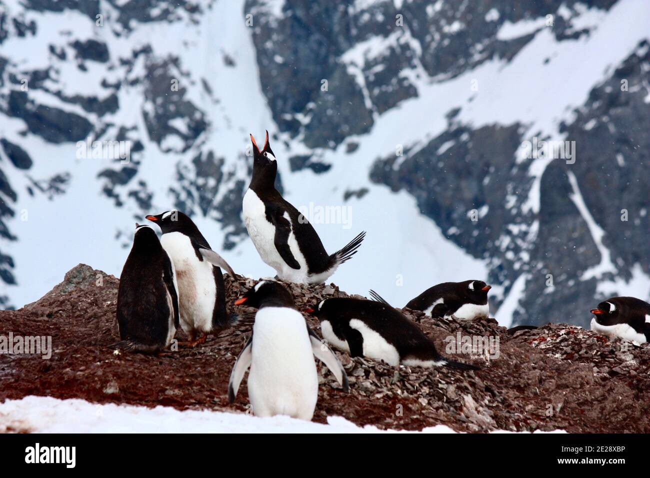 Cute penguin family hi-res stock photography and images - Alamy