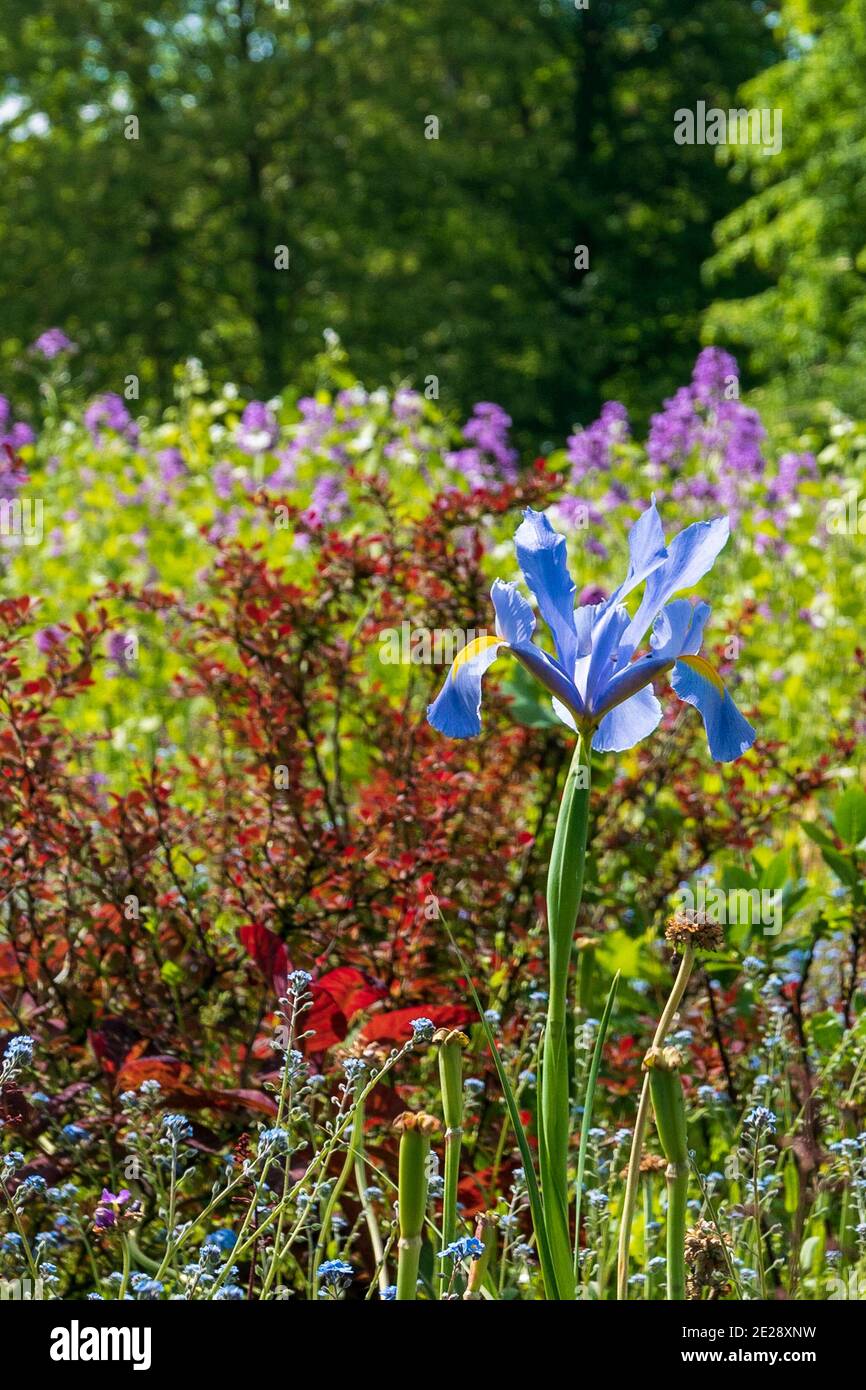 Dutch Iris, Iris × hollandica, growing in a wildflower meadow. Blue and ...