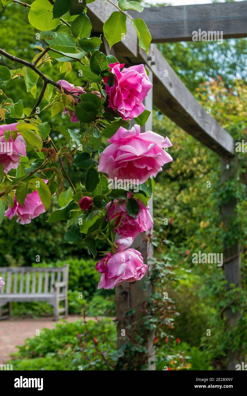 Pink roses trailing along with a pergola in landscaped gardens in ...