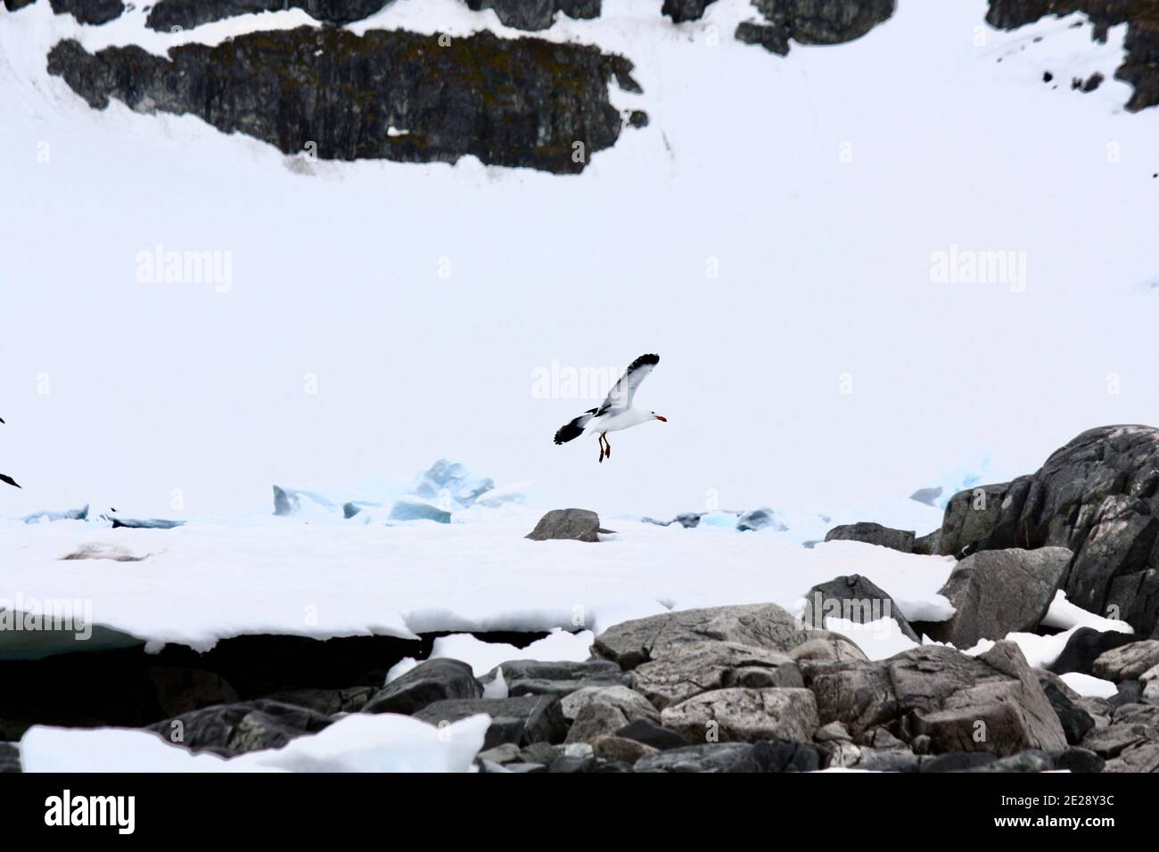 Antarctic predator hi-res stock photography and images - Alamy