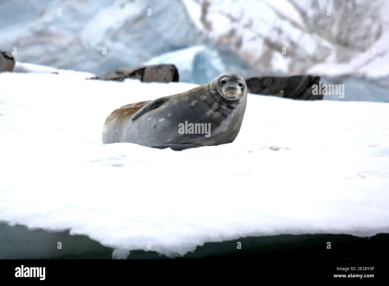 Weddell Seal on Antarctic Ice Stock Photo - Alamy