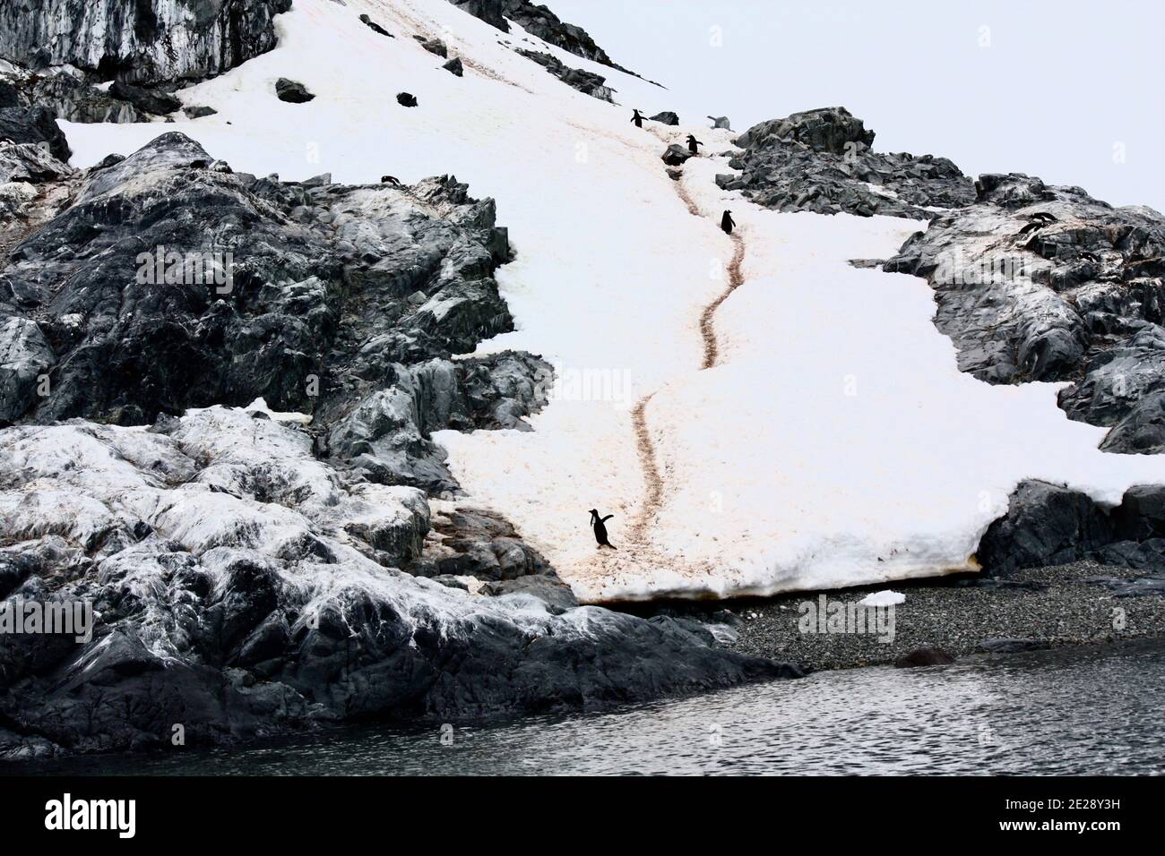Penguin highway hi-res stock photography and images - Alamy
