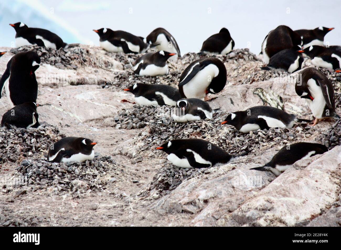 Pebble nest hi-res stock photography and images - Alamy