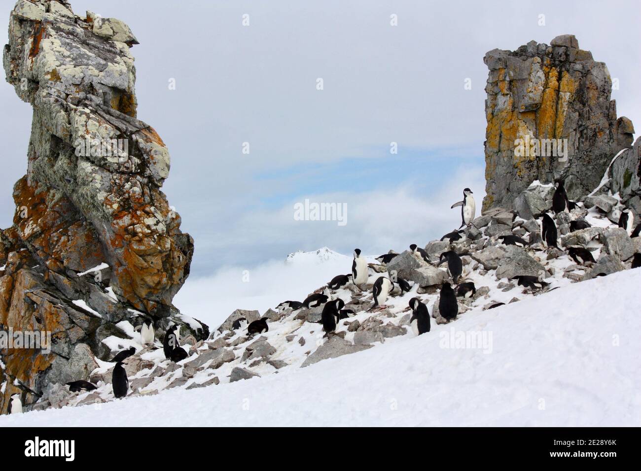 Penguin chinstrap nest hi-res stock photography and images - Alamy