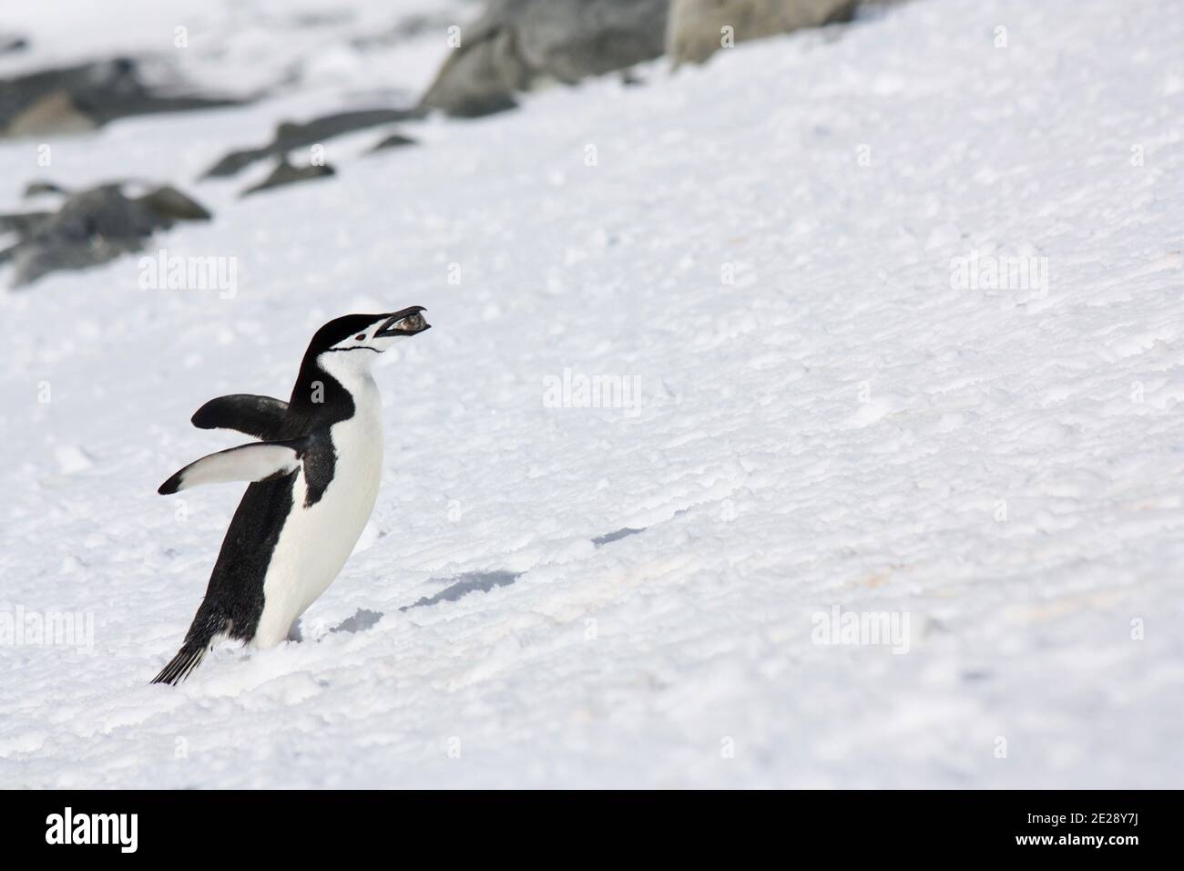 Chinstrap Penguin Carrying Pebble to Nest Stock Photo - Alamy
