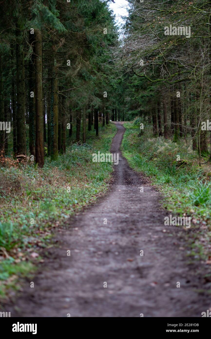 Pathway through deep dense forest in England Stock Photo - Alamy
