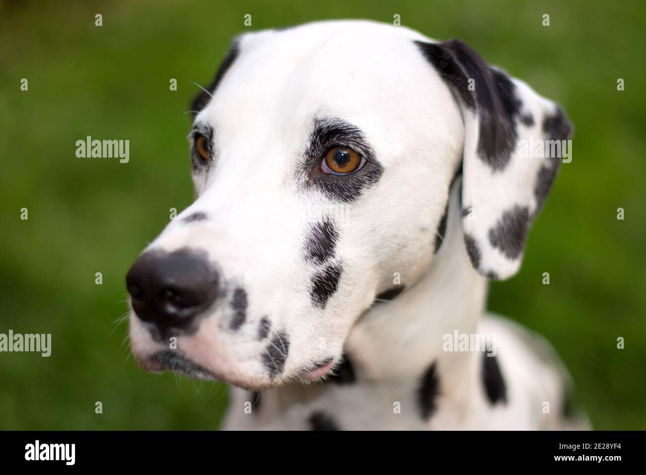 cute dalmatian portrait in green background outdoor Stock Photo - Alamy