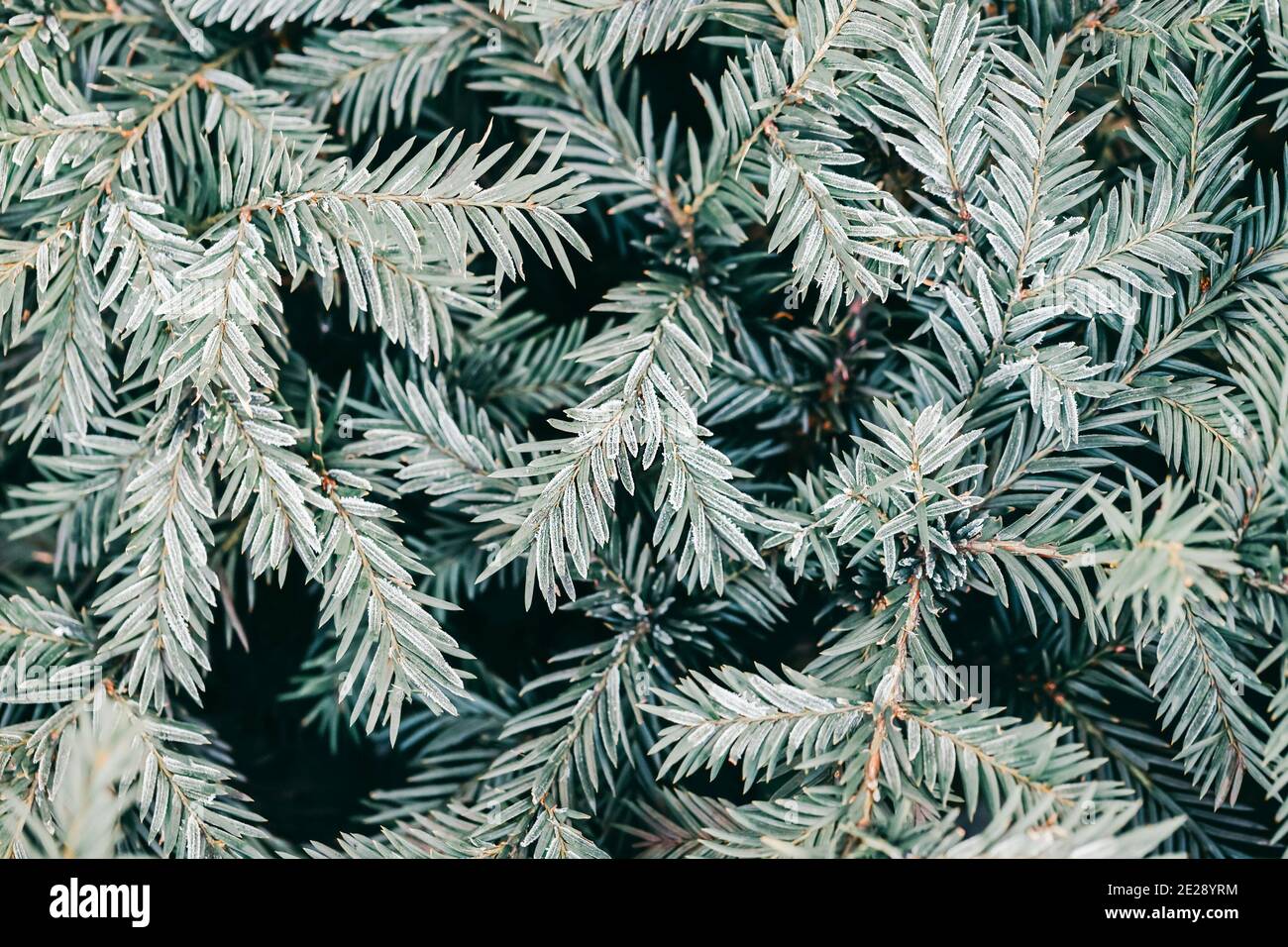Christmas tree twigs with hoarfrost, coniferous tree background, top ...