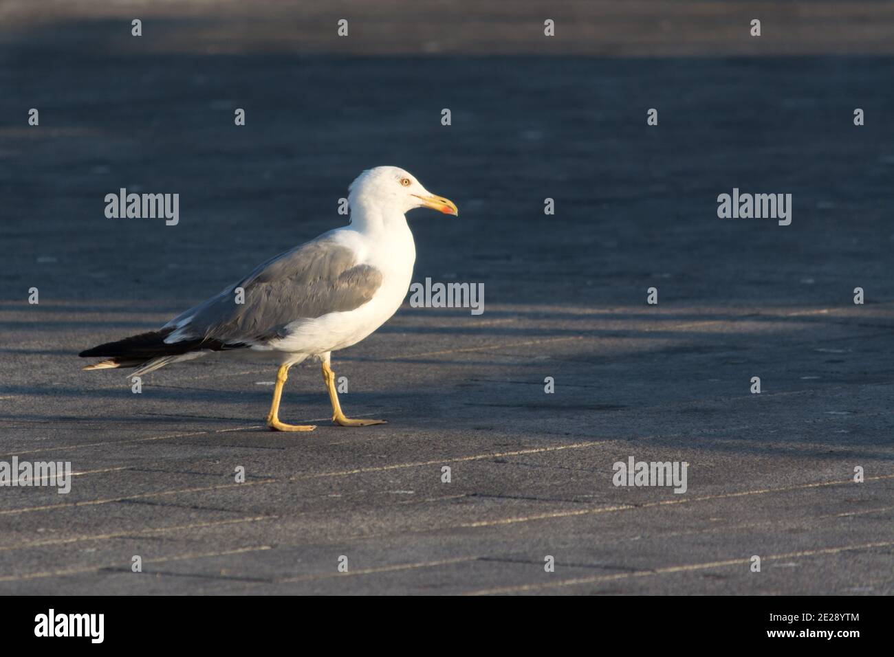 Clear water birdwatching hi-res stock photography and images - Alamy