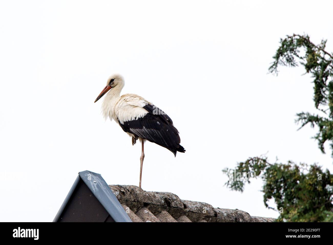 Stork nest on a house roof hi-res stock photography and images - Alamy