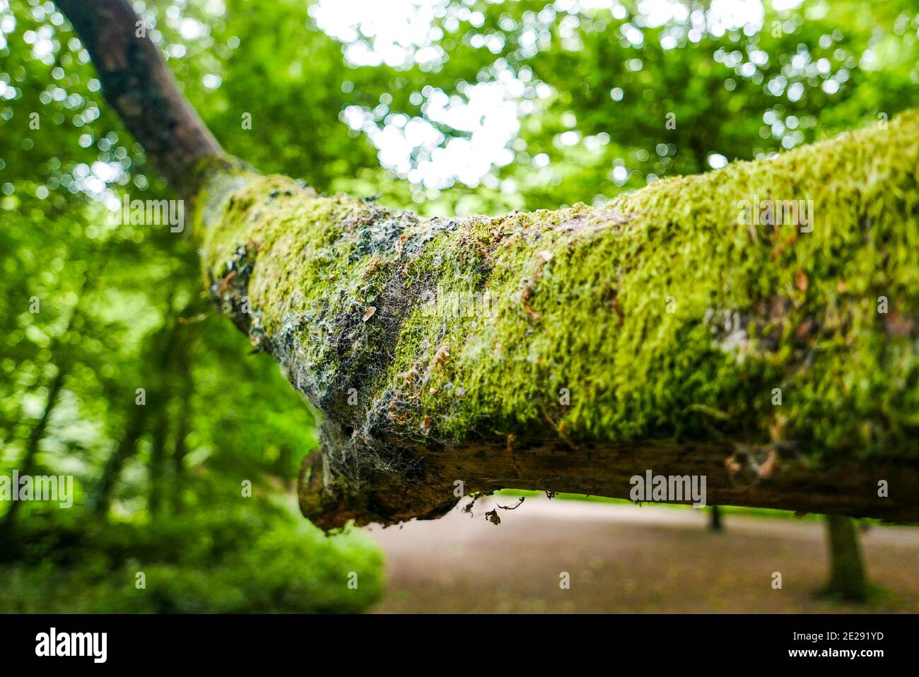 A tree branch covered in moss, lichen and a spider web Stock Photo - Alamy