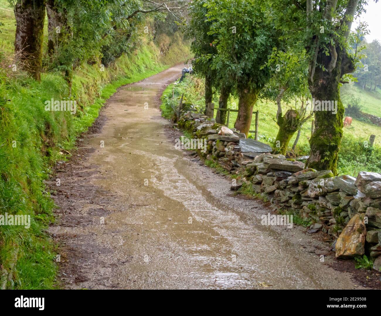 Muddy Camino track along wet dry-stone walls in the rain - Fonfria ...