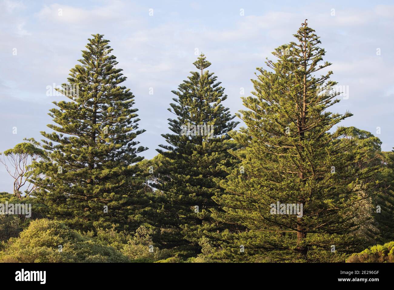Norfolk Island Pine Trees growing along an Australian N.S.W South Coast ...