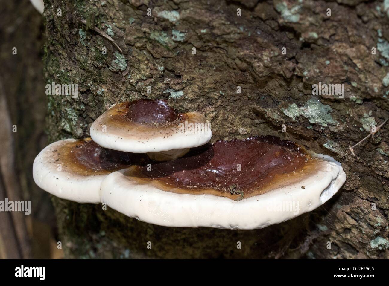Fungi on tree australia hi-res stock photography and images - Alamy