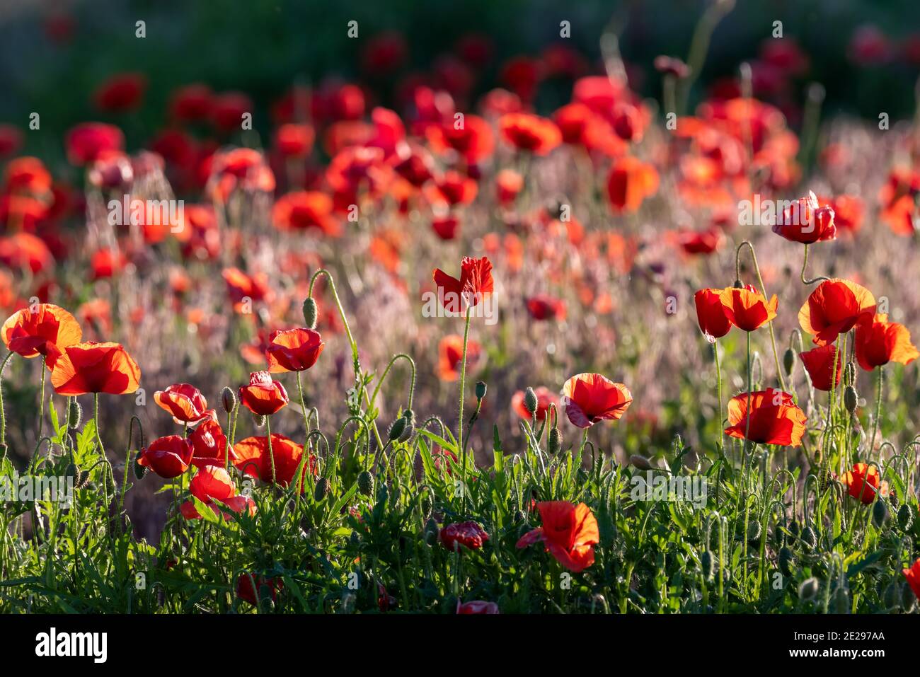 Summer wildflowers oregon usa hi-res stock photography and images - Alamy