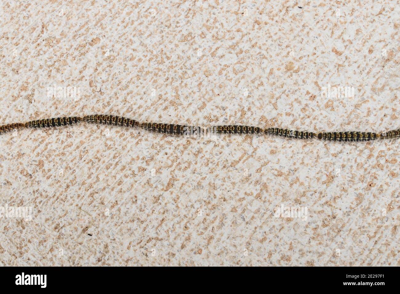 A swarm of procession caterpillars running in a chain on a stone ...