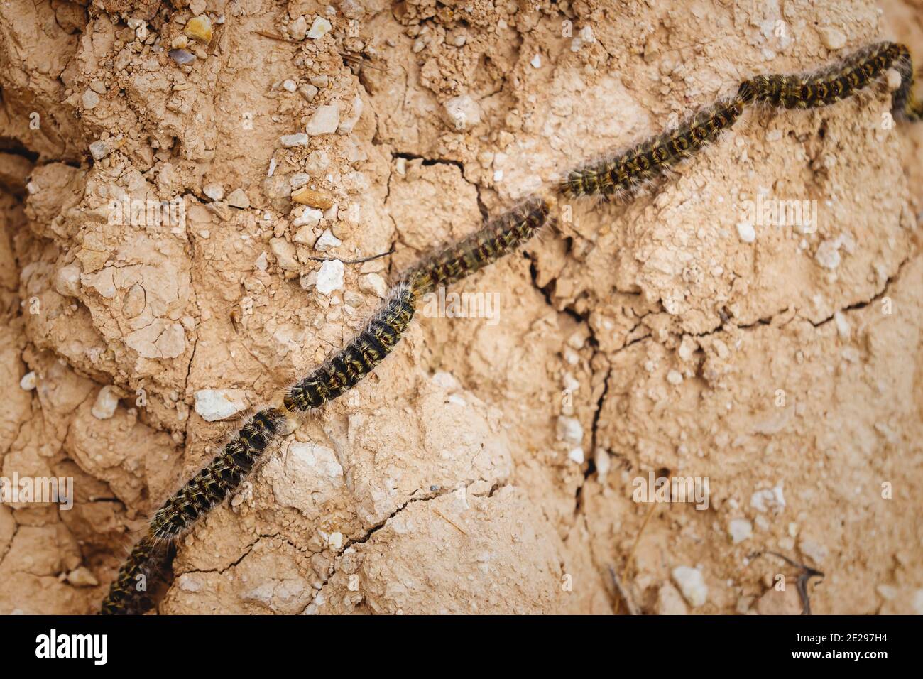 Close up of a swarm of procession caterpillars running in a chain ...