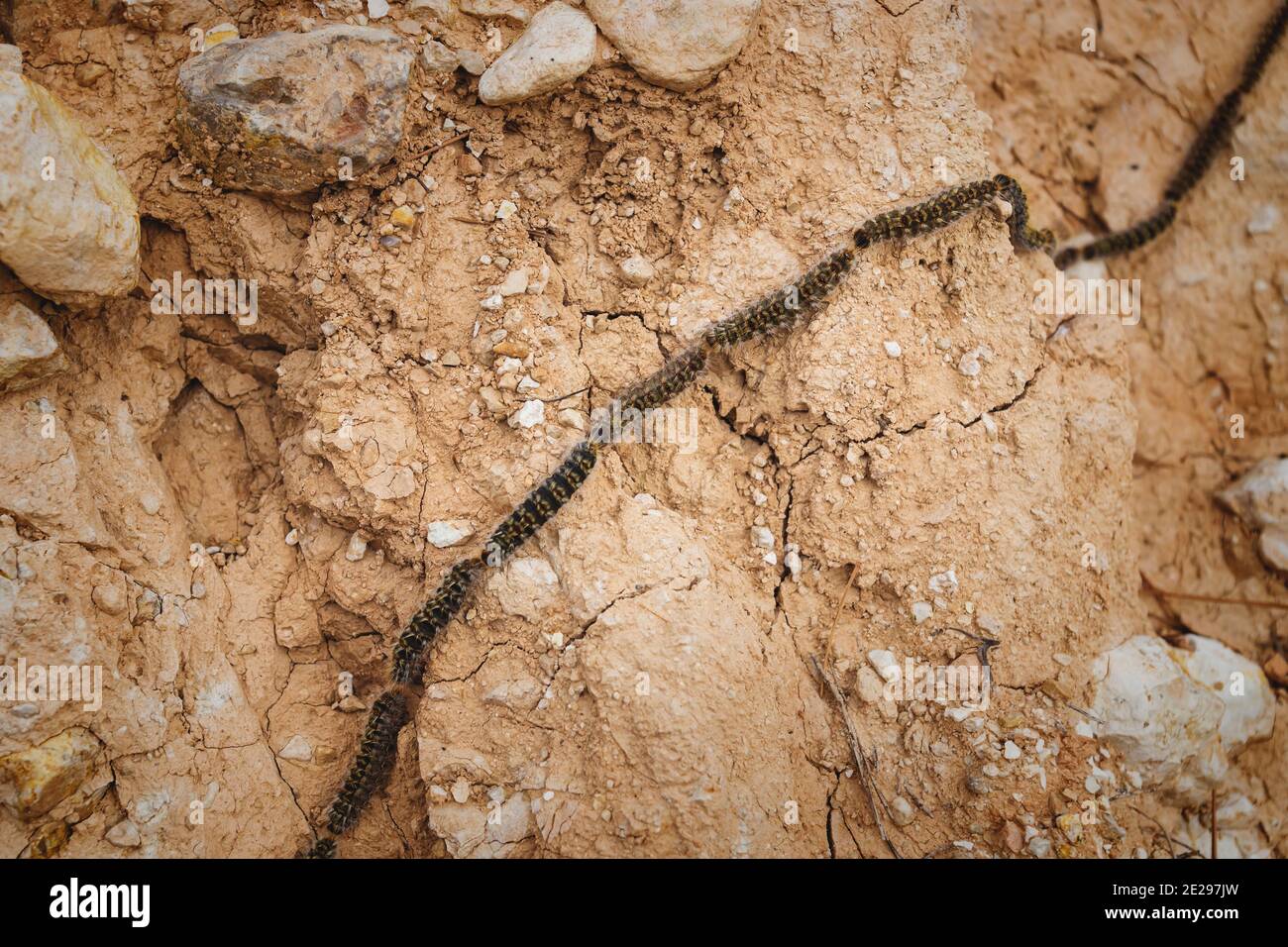 A swarm of procession caterpillars running in a chain, which are ...
