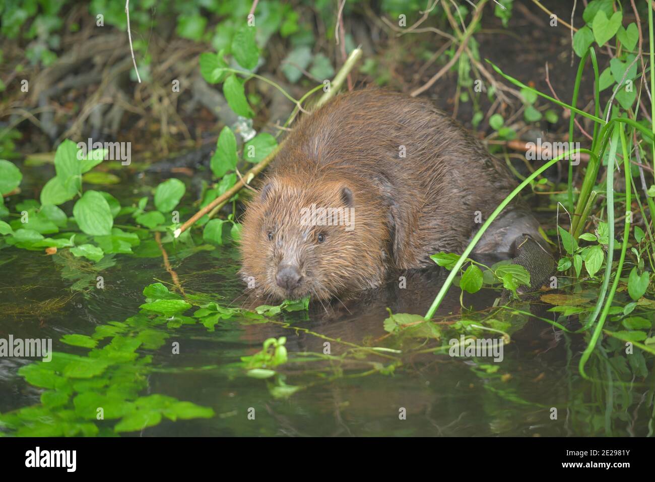 Europaischer biber hi-res stock photography and images - Alamy