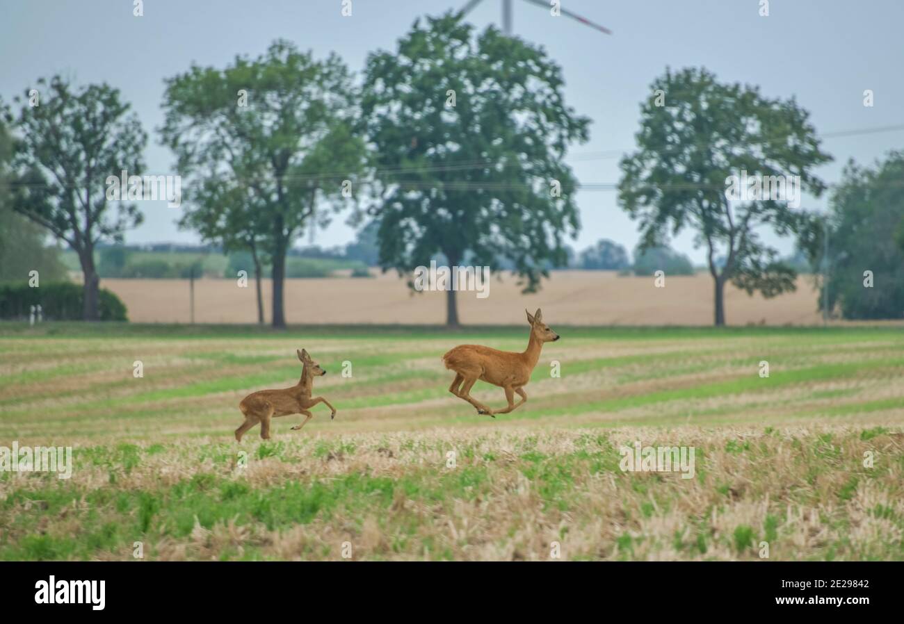 Rehe, Feld, Brandenburg, Deutschland Stock Photo - Alamy
