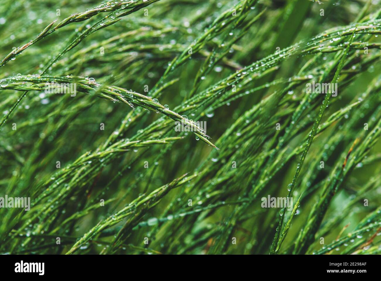Grass wet rain rainy hi-res stock photography and images - Alamy