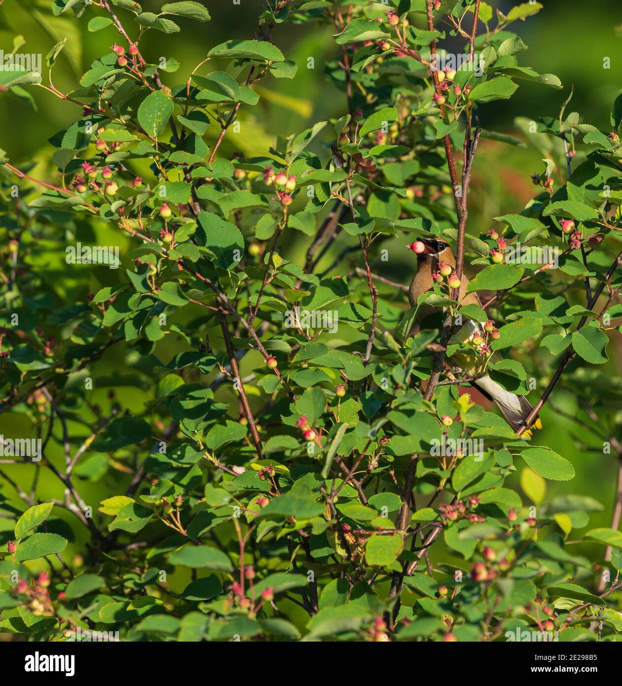 Juneberry shrub hi-res stock photography and images - Alamy