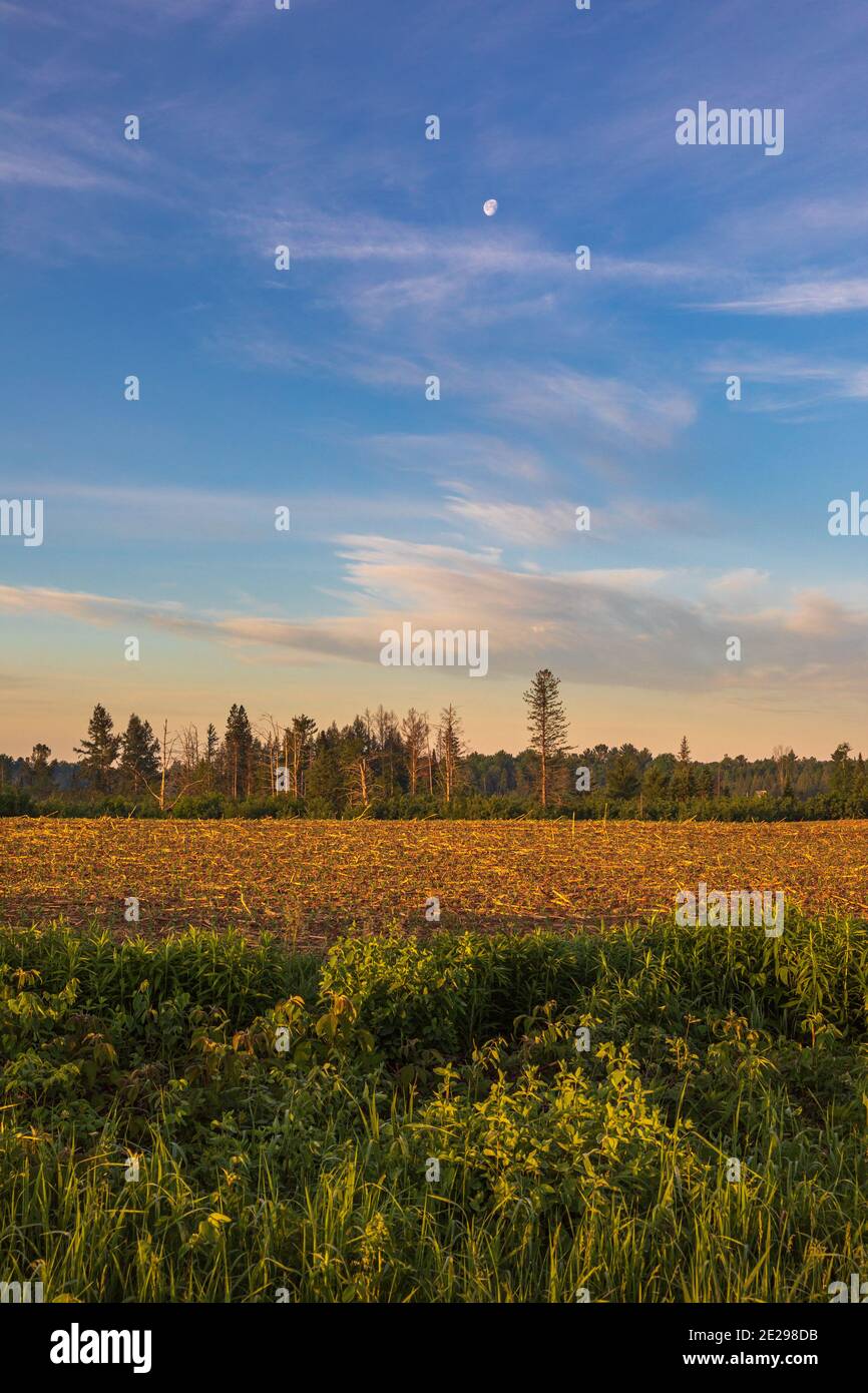 The moon and clouds over a cut corn field in northern Wisconsin Stock ...