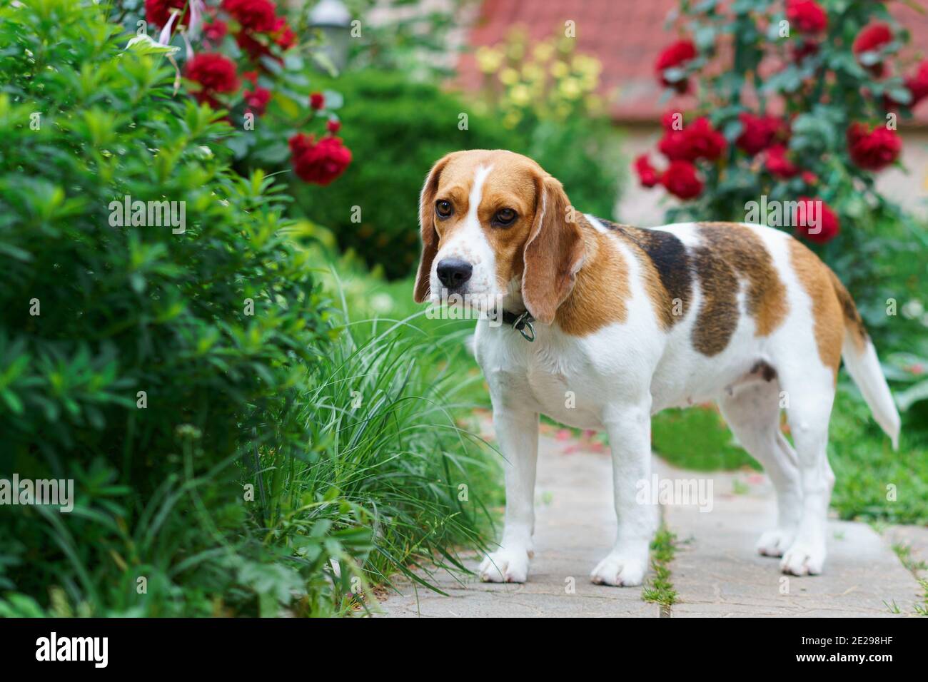 Beagle dog tree color in the summer garden with red roses and green ...